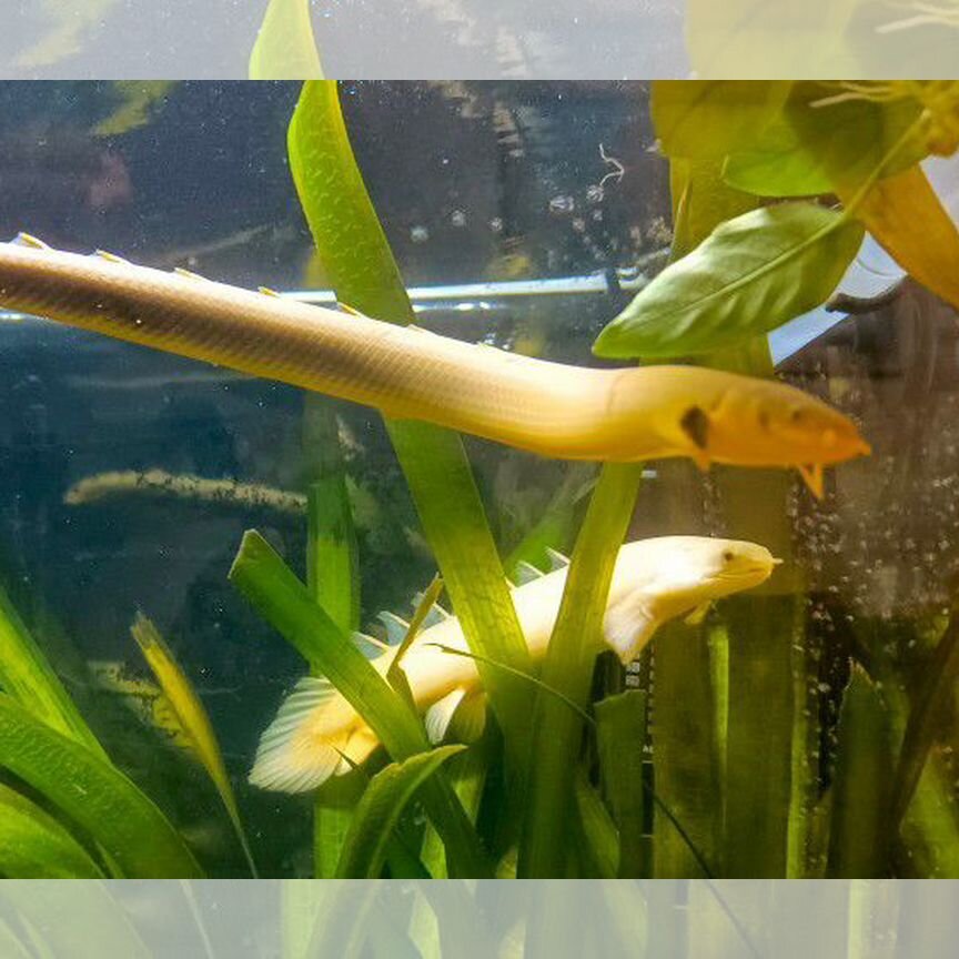 Каламоихт калабарский – ископаемая рыба-змея