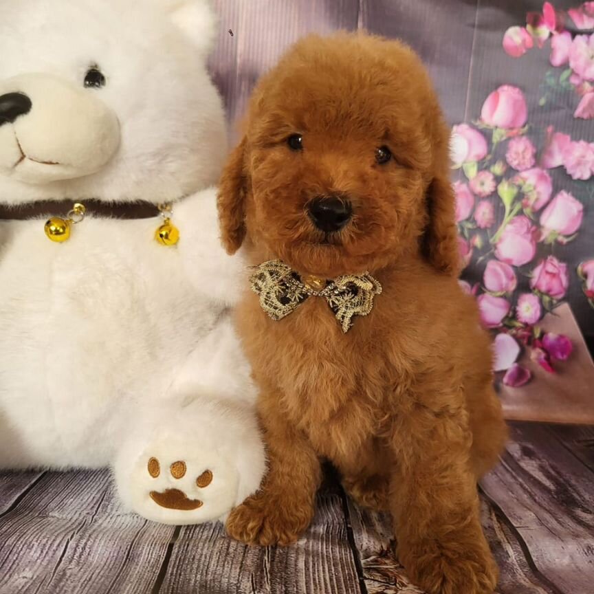 Той-пудель и миниатюра