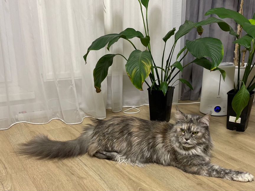 Кошка Мейн-Кун