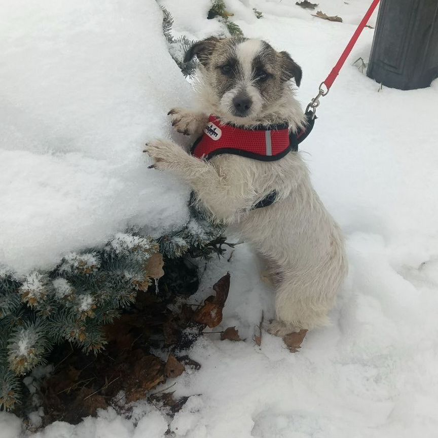 Взрослая собака в добрые руки