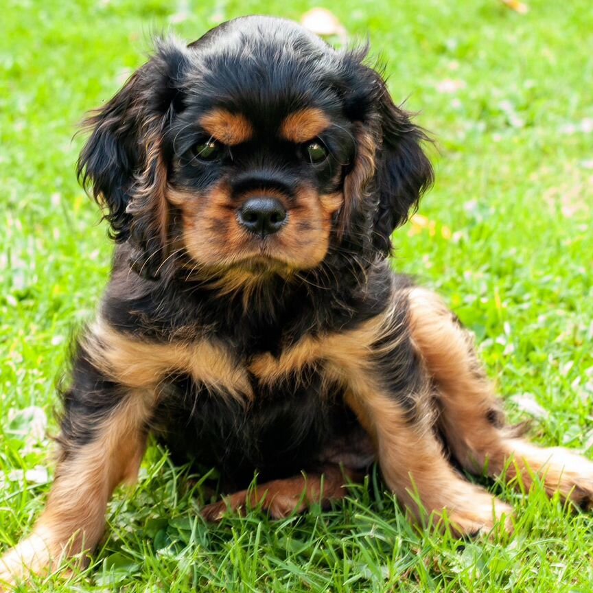 Кавалер кинг чарльз спаниель девочки