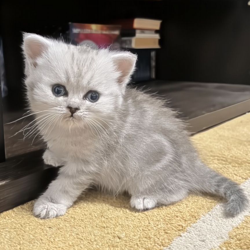 Шотландский вислоухий короткошёрстный котёнок