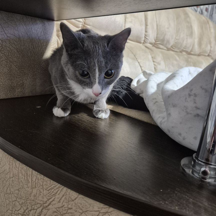 Кошка