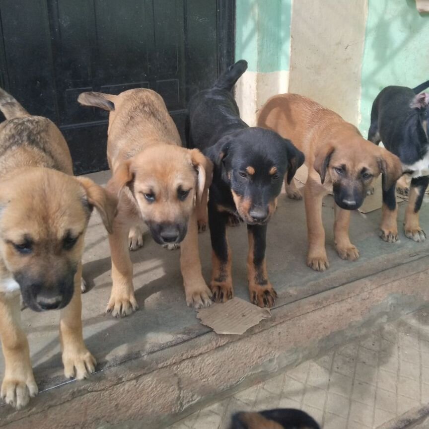 Щенки дворняжки бесплатно