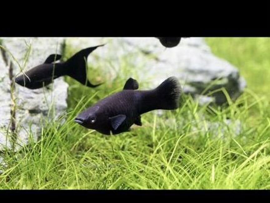 Пара молинезии