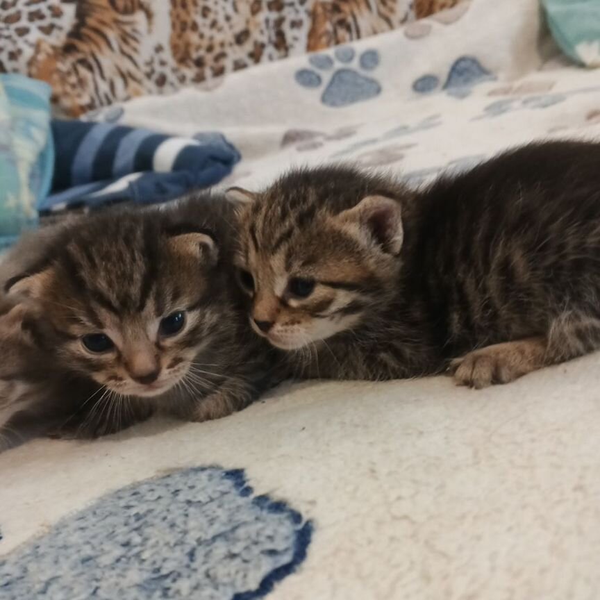 Котята в добрые руки бесплатно