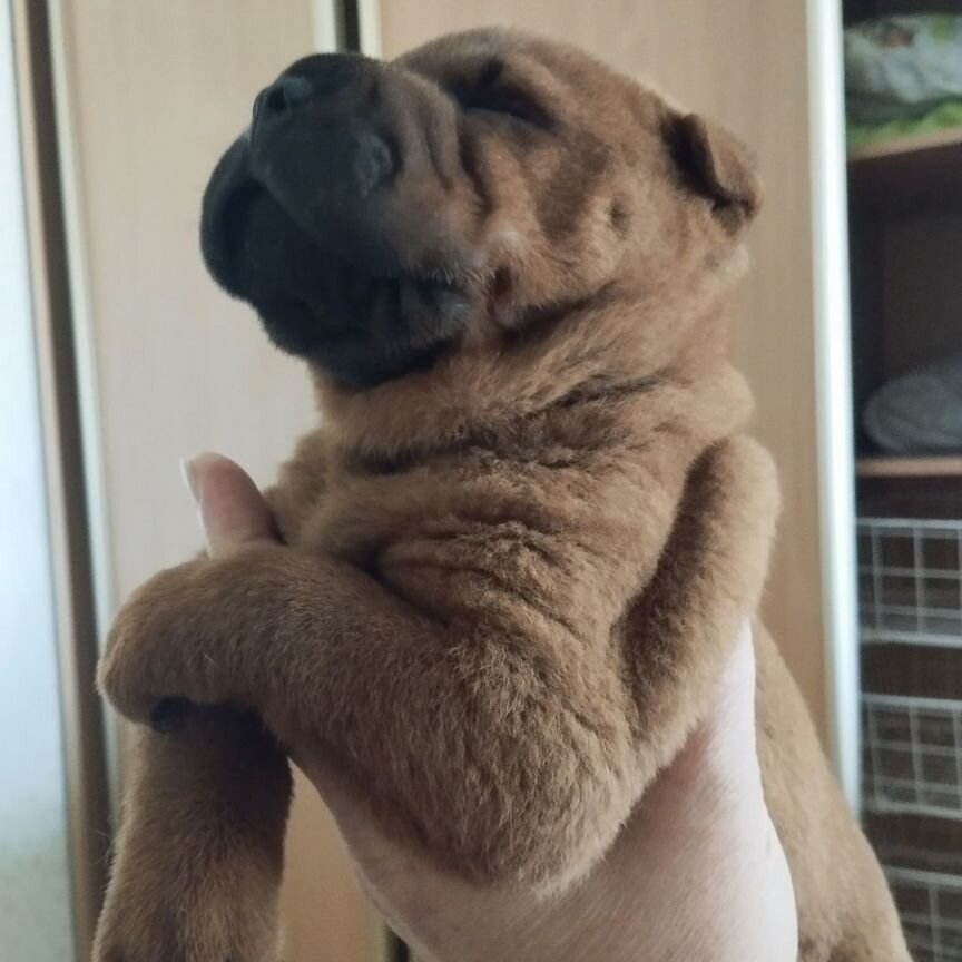Щенки шарпей