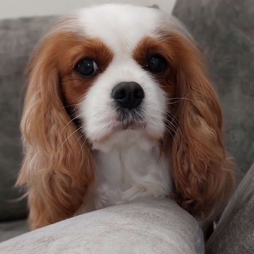 Кинг чарльз спаниель