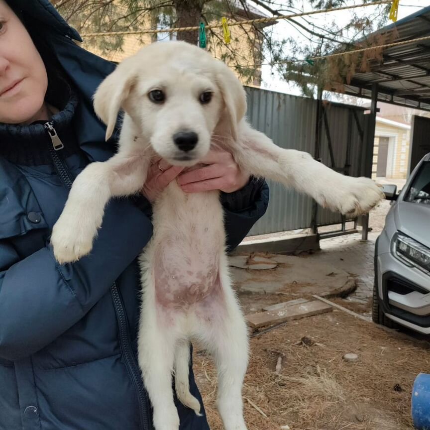 Щенулька Зевс ищет дом