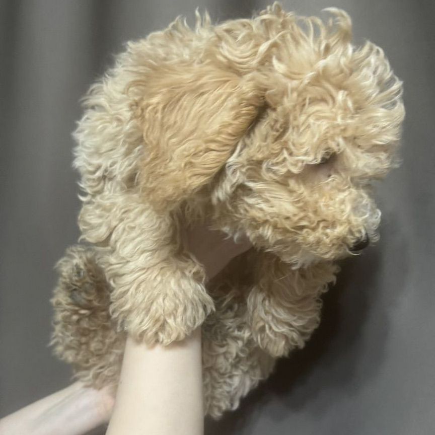 Мальтипу, щенок