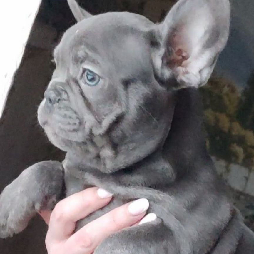 Французский бульдог голубой