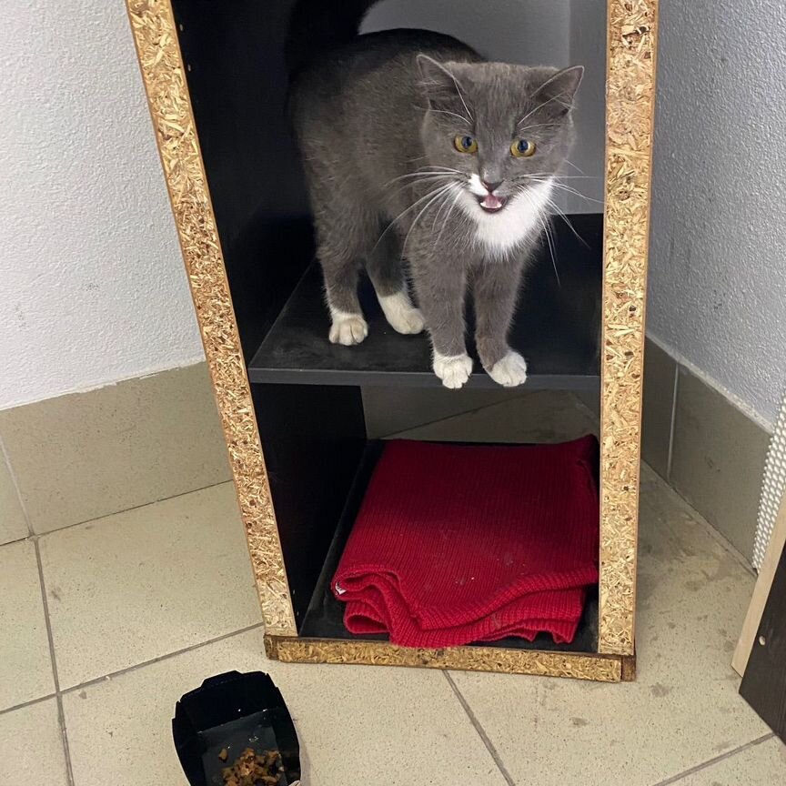 Котёнок в добрые руки