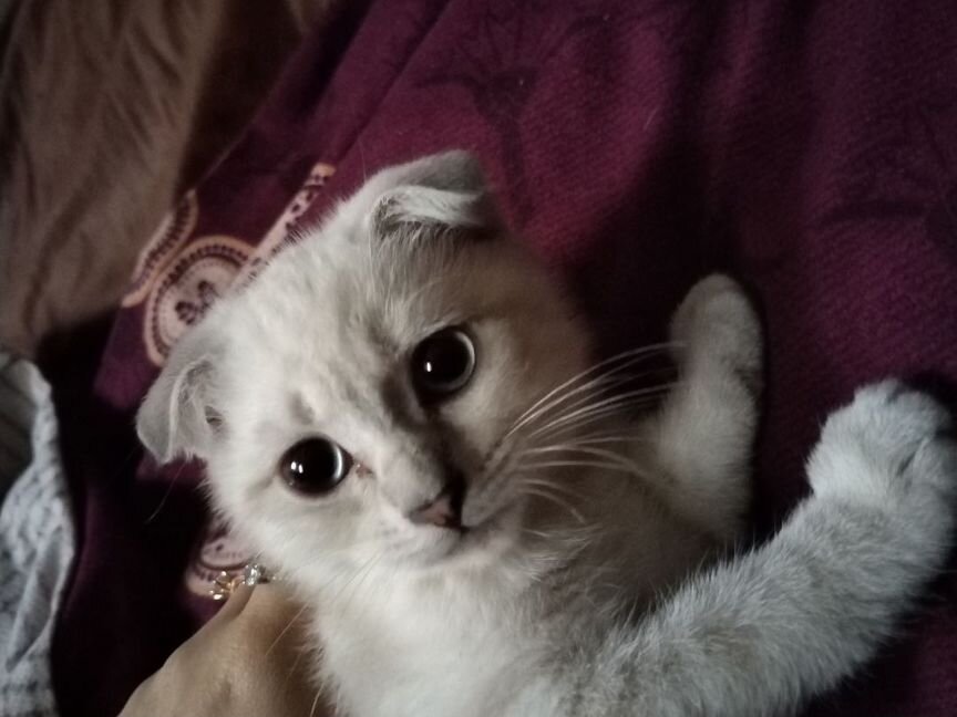 Кошечка в добрые руки