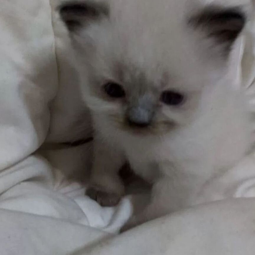 Персидские котята