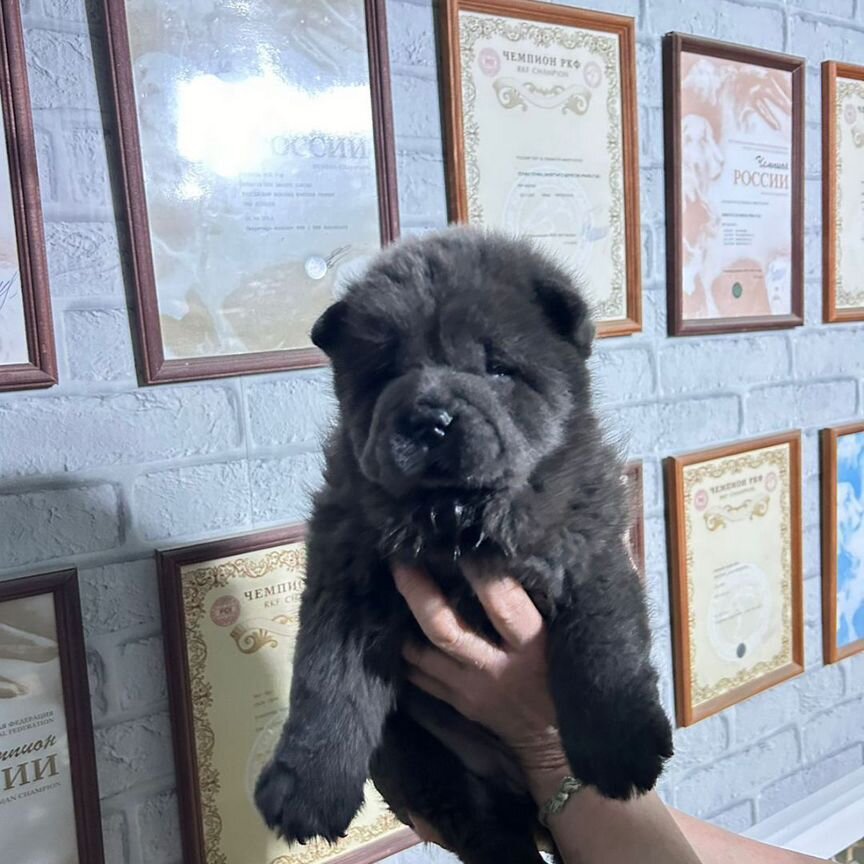 Колобки