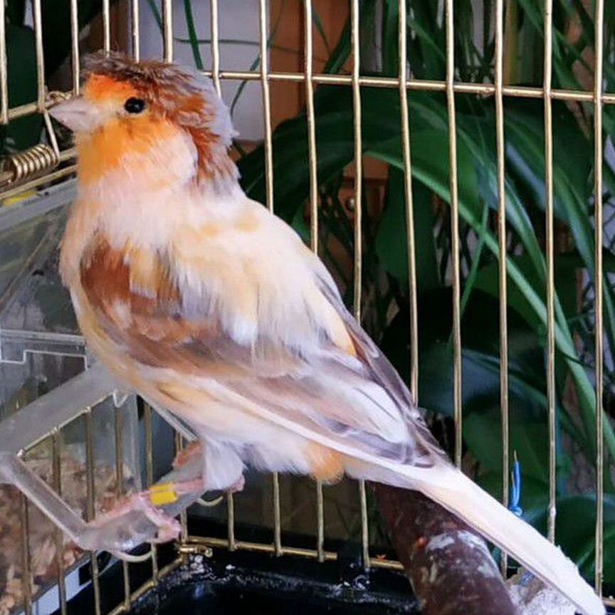 Кенар и канарейка