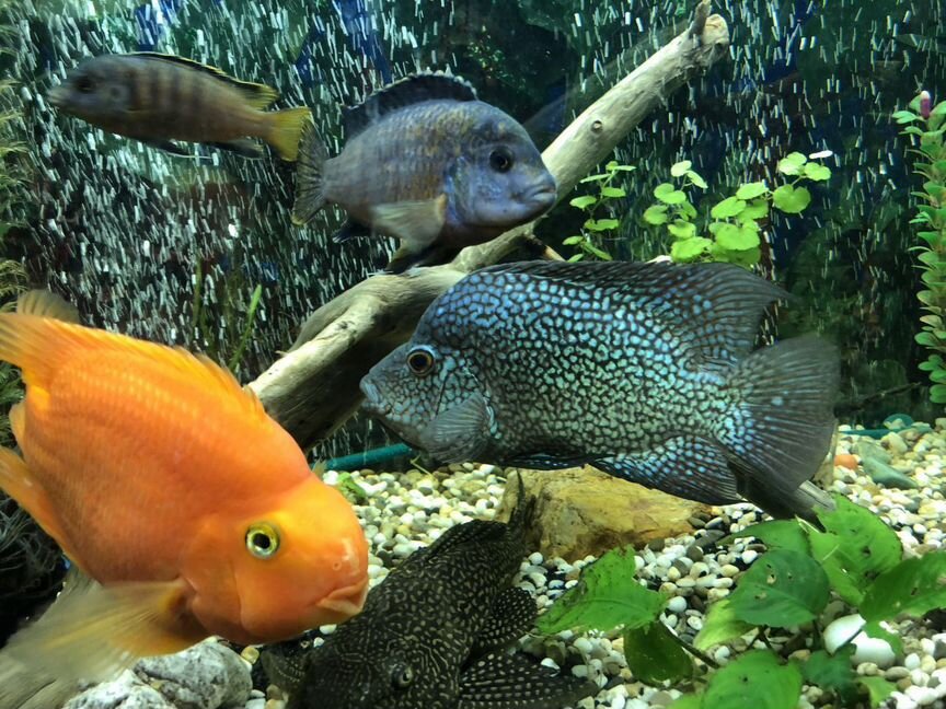 Аквариумные рыбки