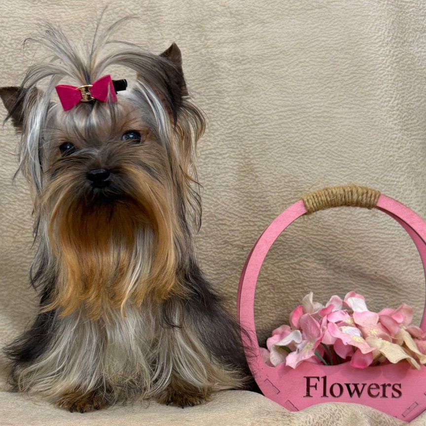 Йоркширский терьер, щенок