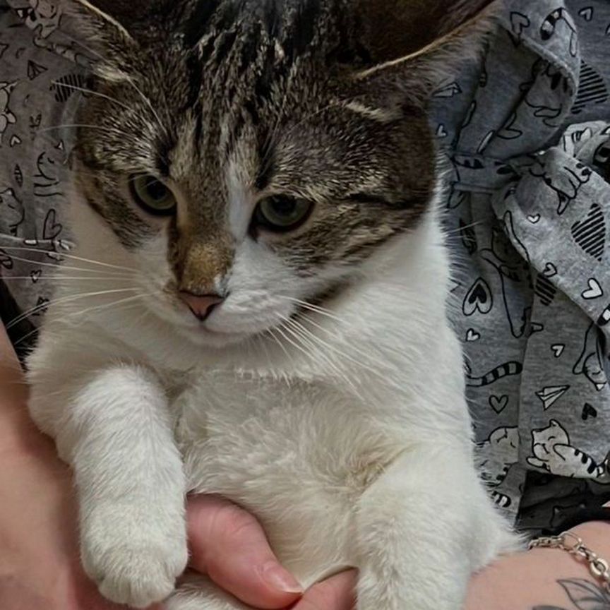 Может всё зря.Котёнок Милка столько терпела