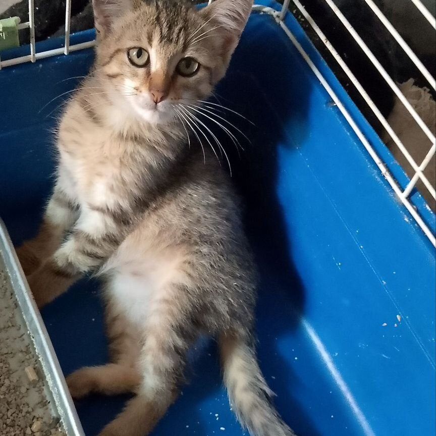 Мальчик, 3мес