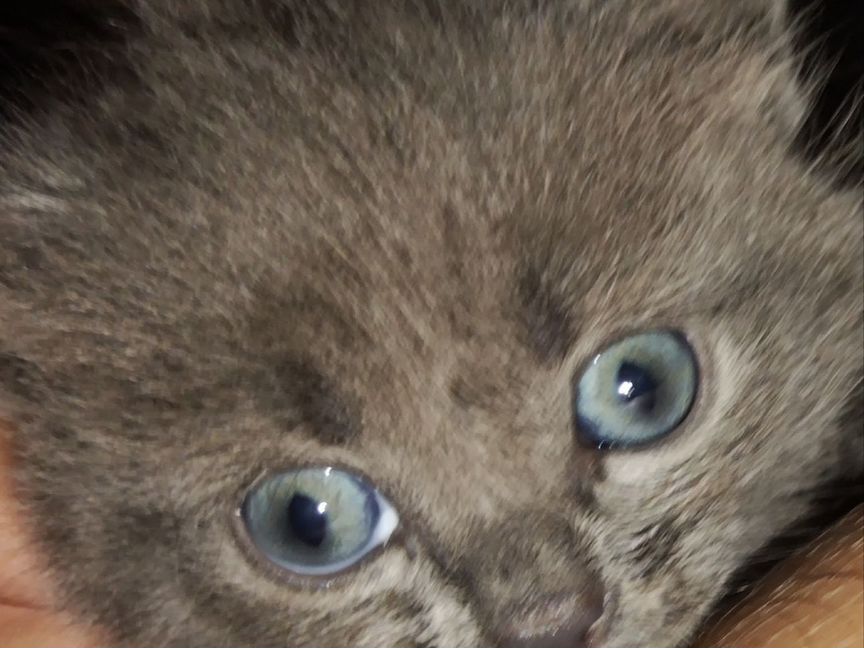 Котенок сибирская кошка