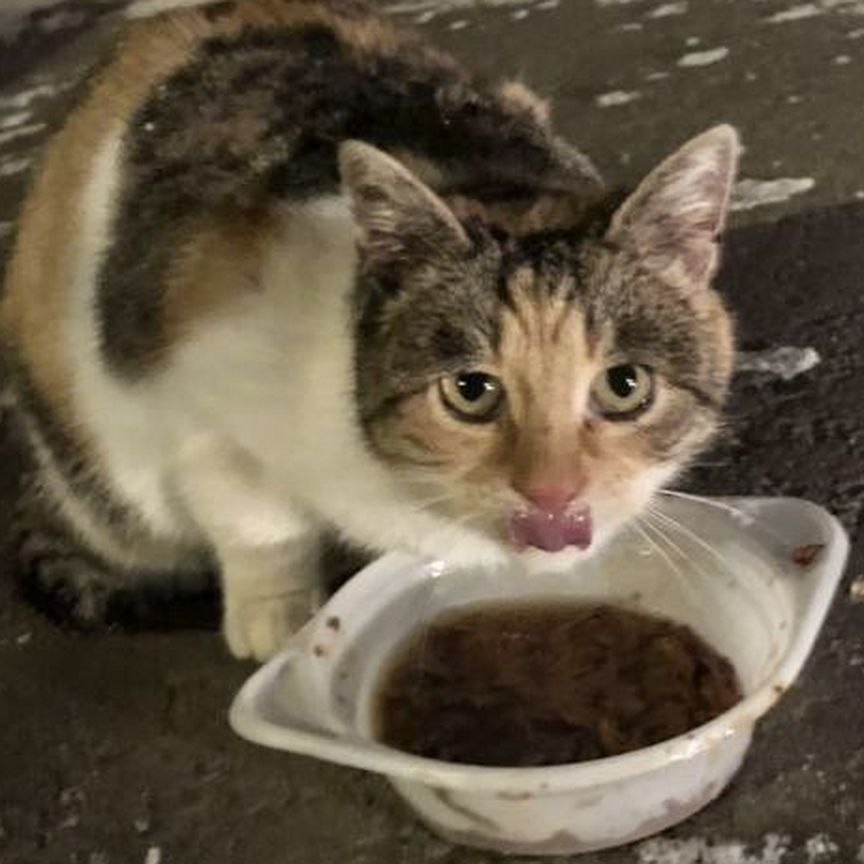 Взрослая, кошка в добрые руки