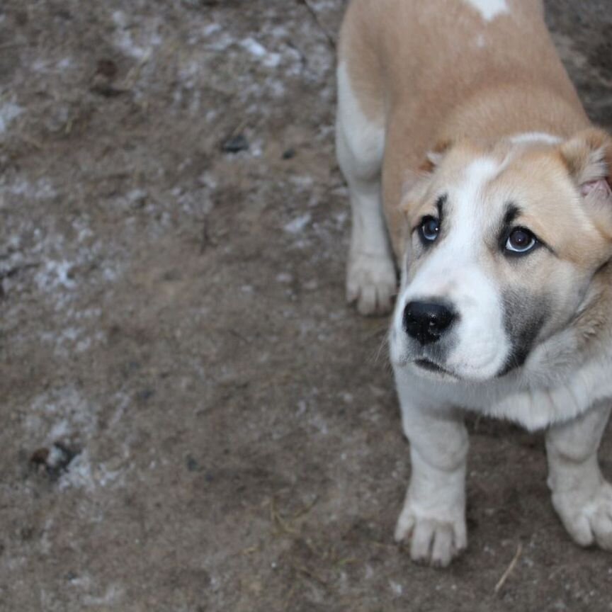 Мощные щенки Алабая (среднеазиатской овчарки)