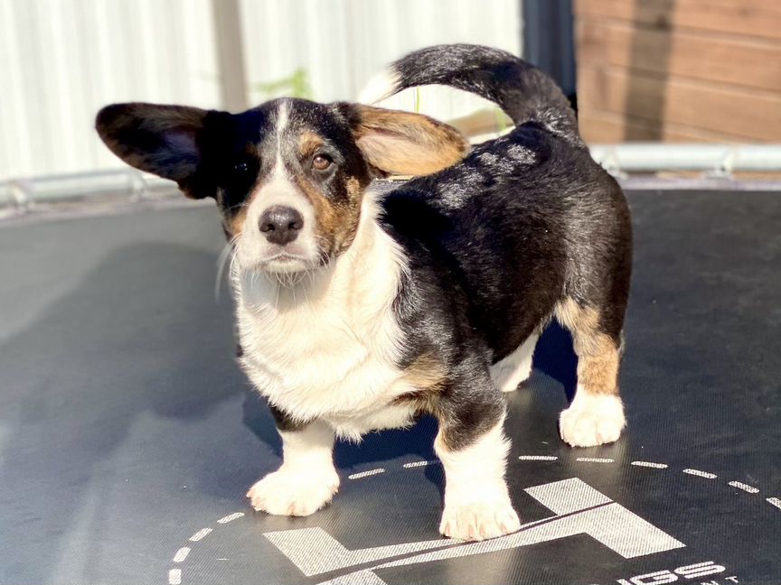 Вельш корги кардиган щенок