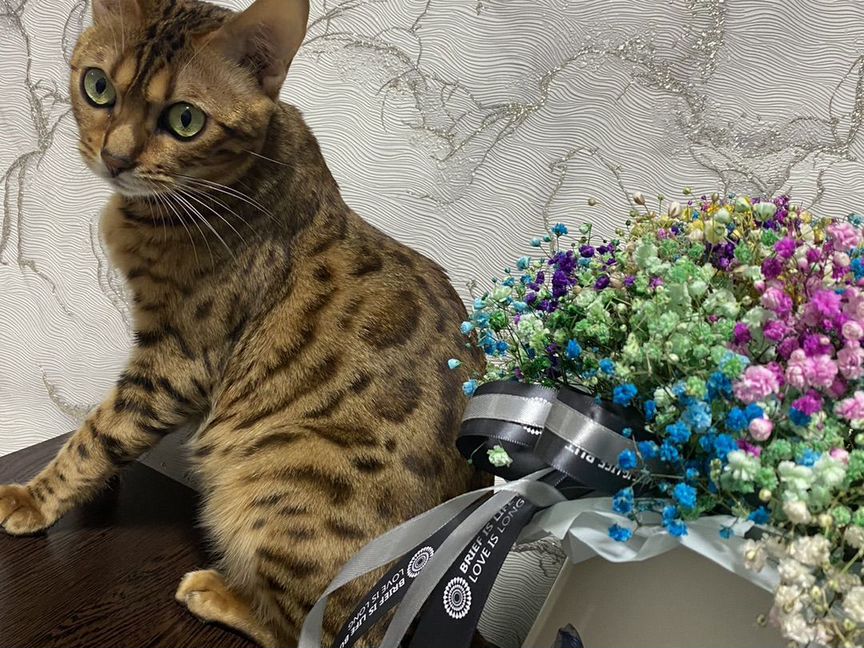 Бенгальская кошка