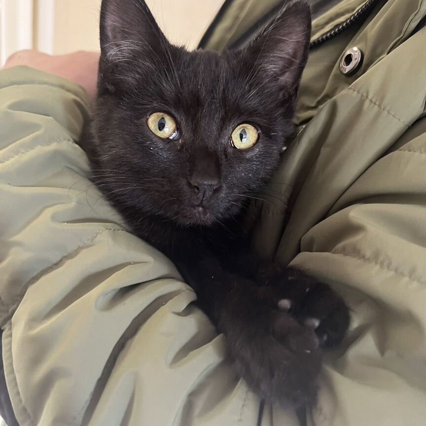 Котейка на улице ищет дом