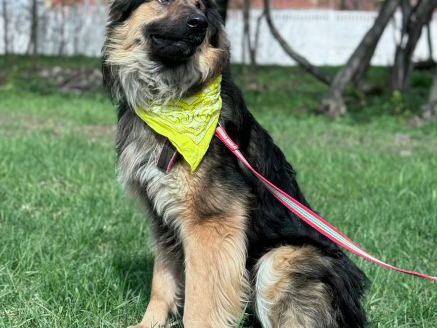 Собака в добрые руки