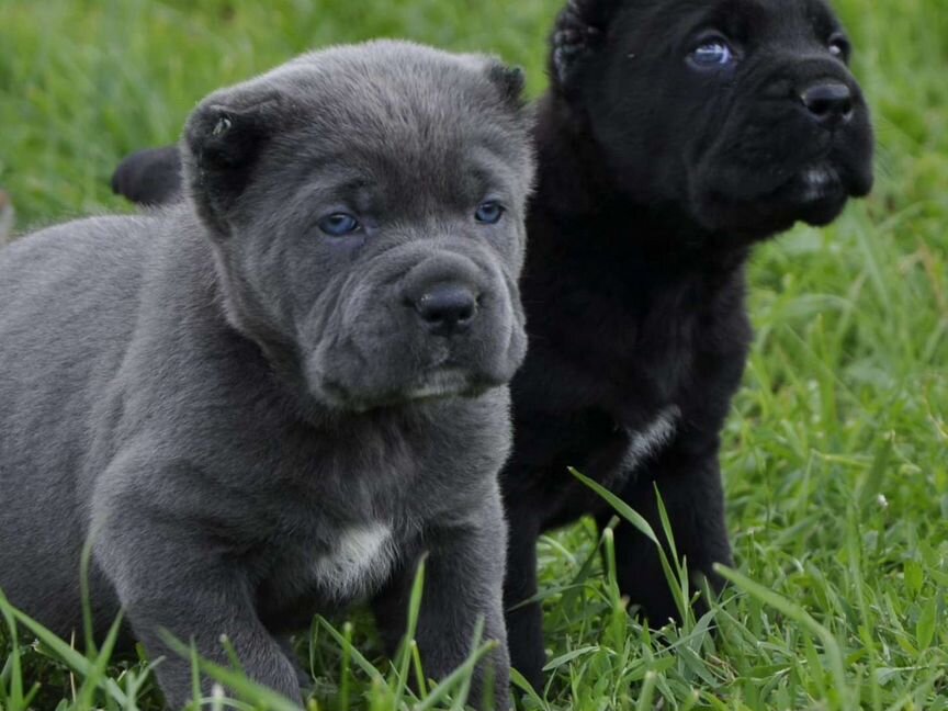 Щенки Кане Корсо
