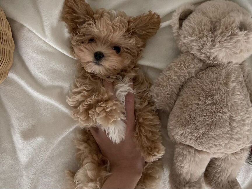 Мальтипу f1 micro