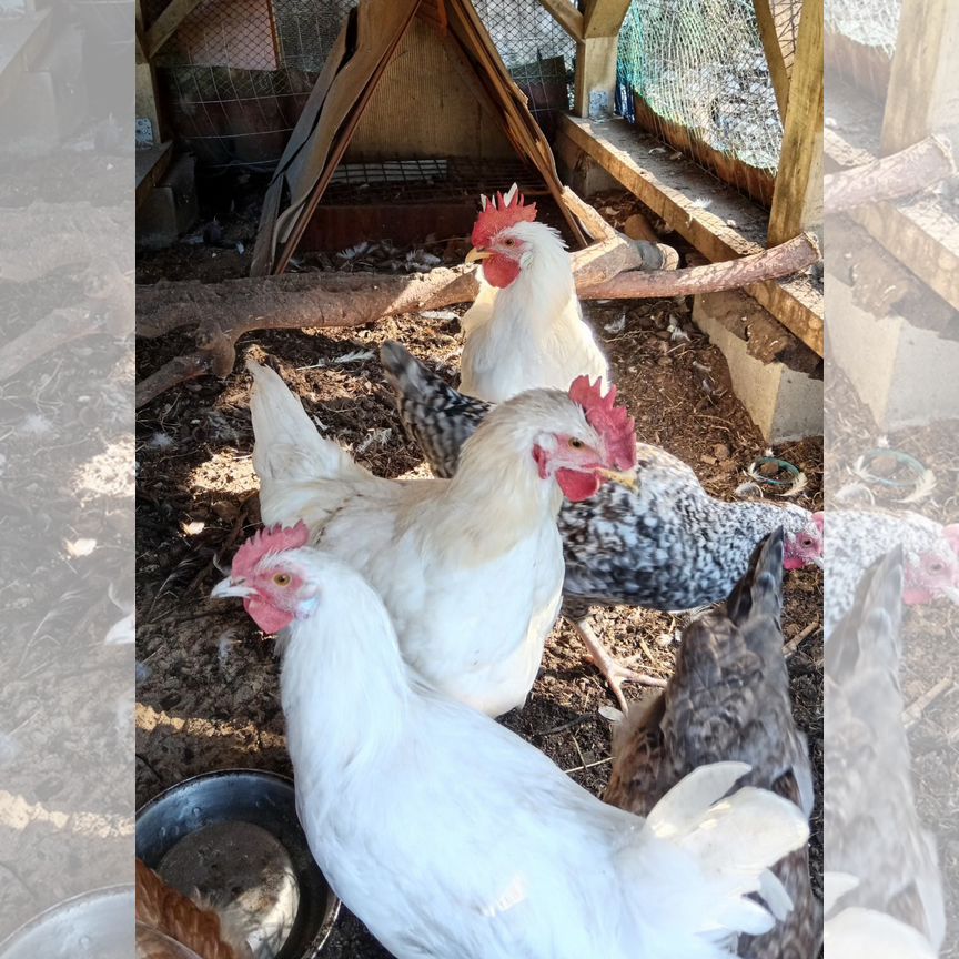 Куры несушки и петух