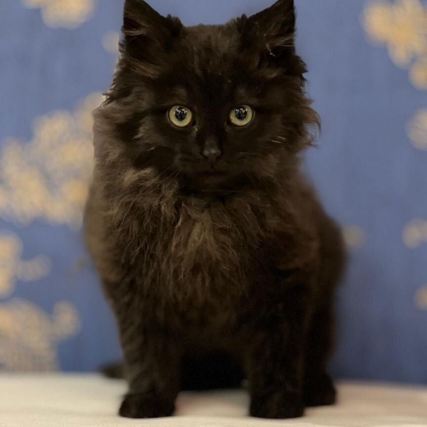 Отдам котенка мальчика