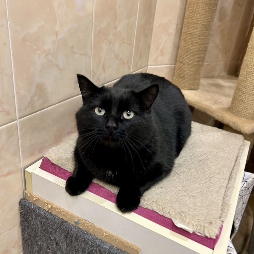 Взрослый кот в добрые руки