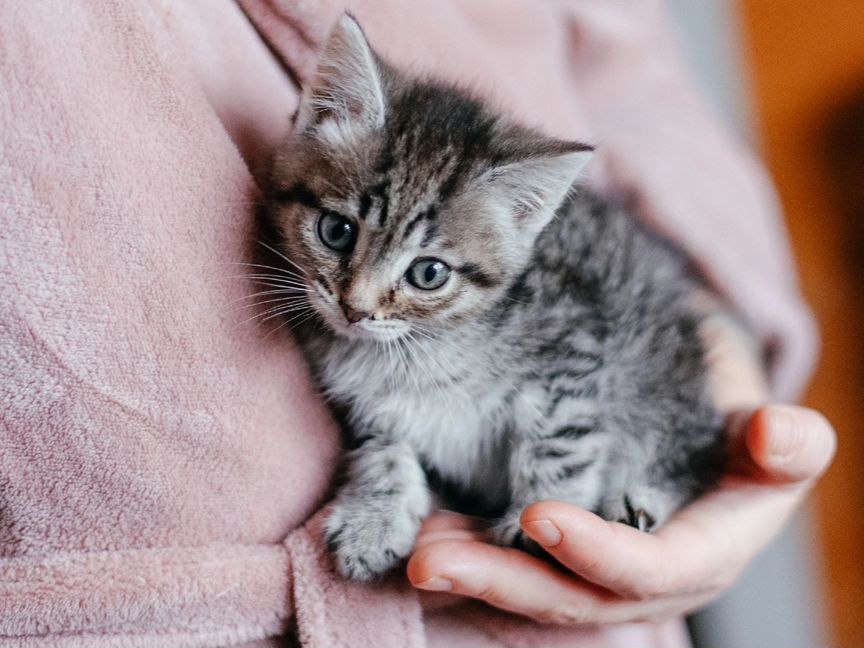 Котенок Гарик ищет