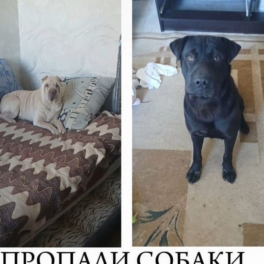 Пропали собаки