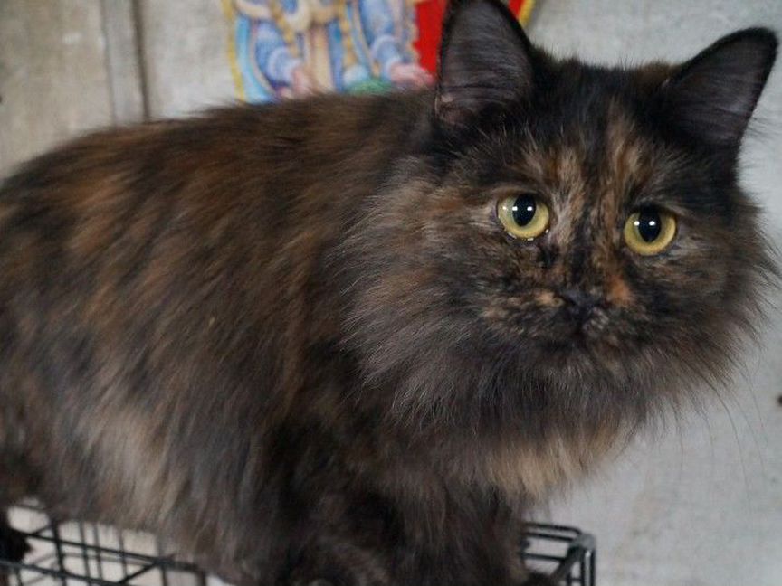 Две девочки Ириски