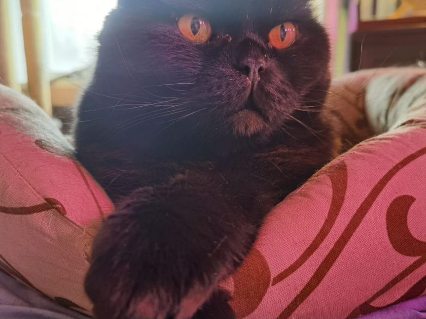 Британский кот