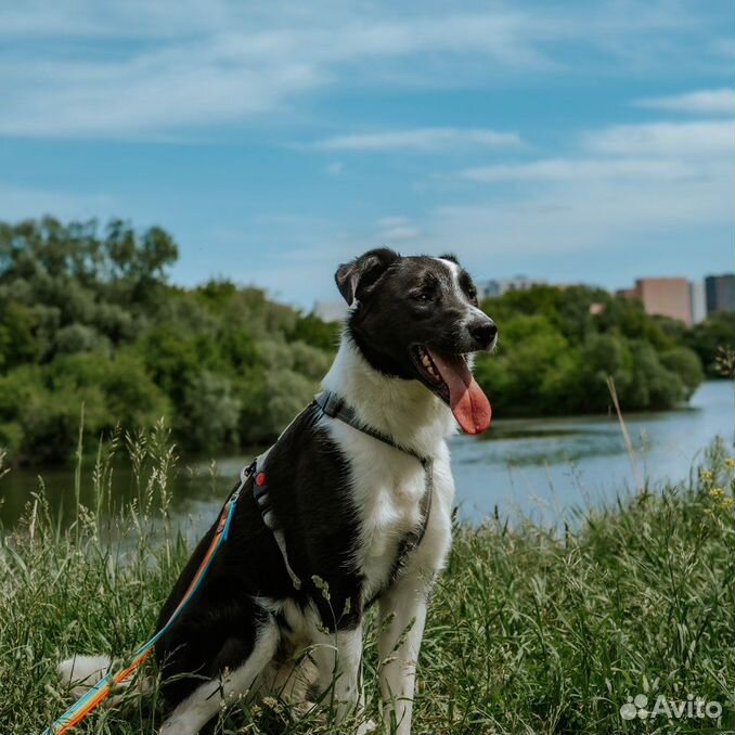 Собака настоящий Принц