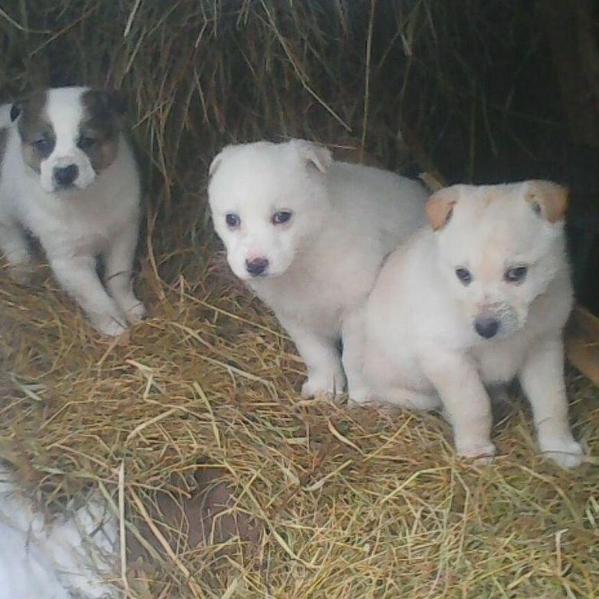 Щенок в добрые руки