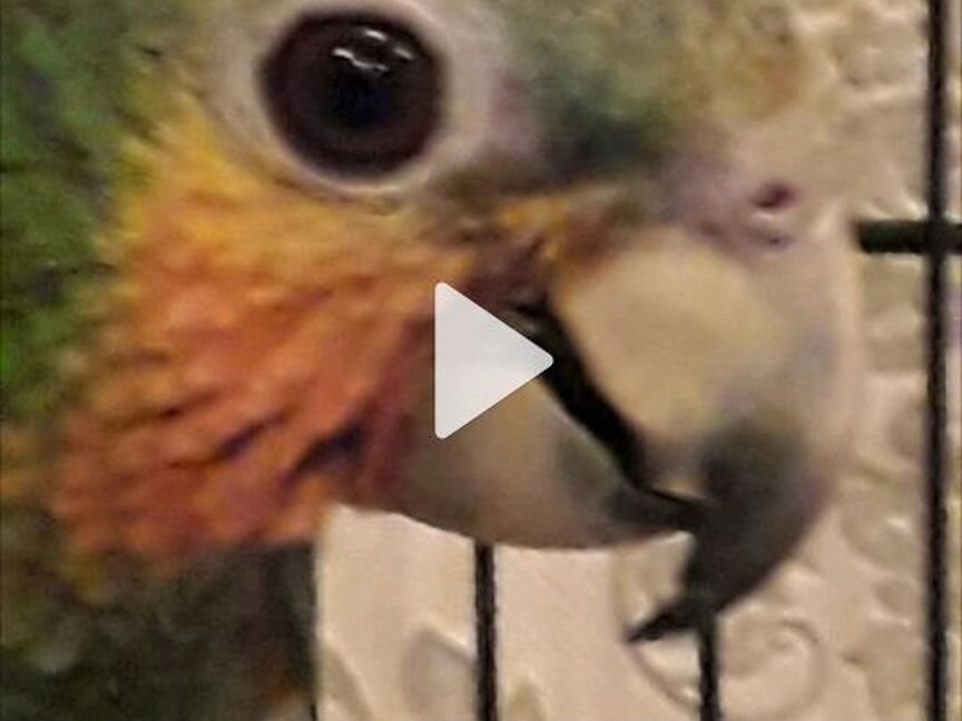 Попугай амазон