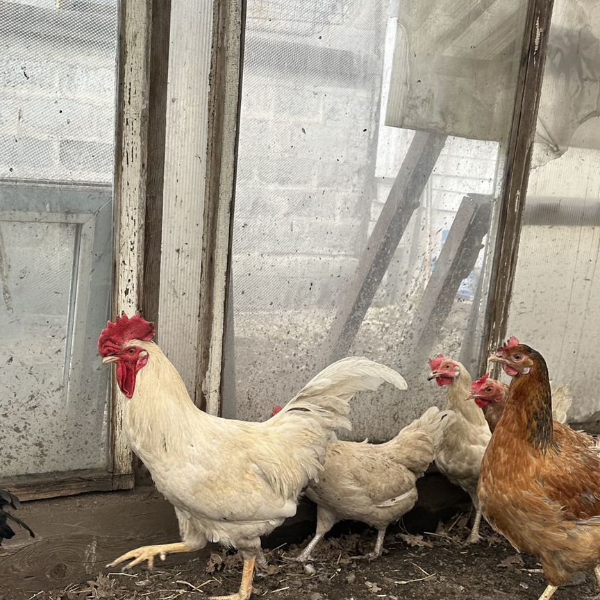 Петухи домашние