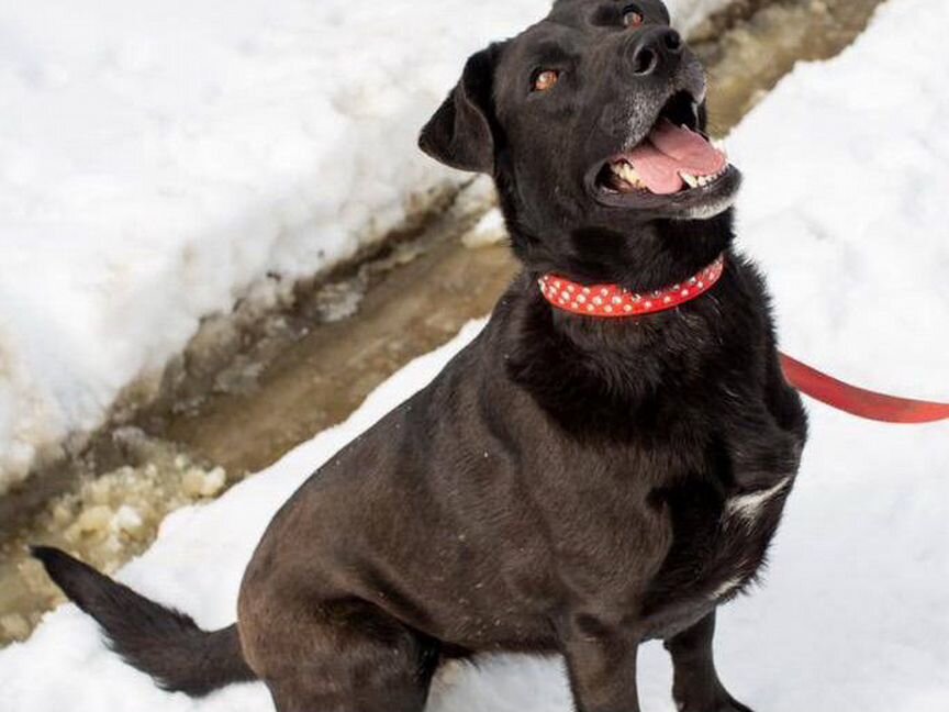 Рокси метис лабрадор собака в добрые руки