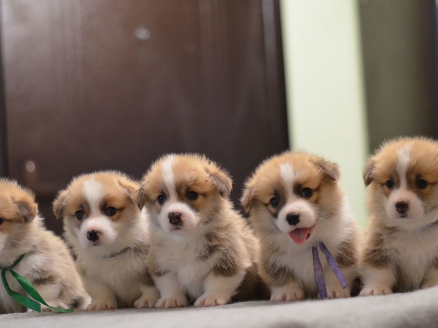 Шикарные щенки Корги