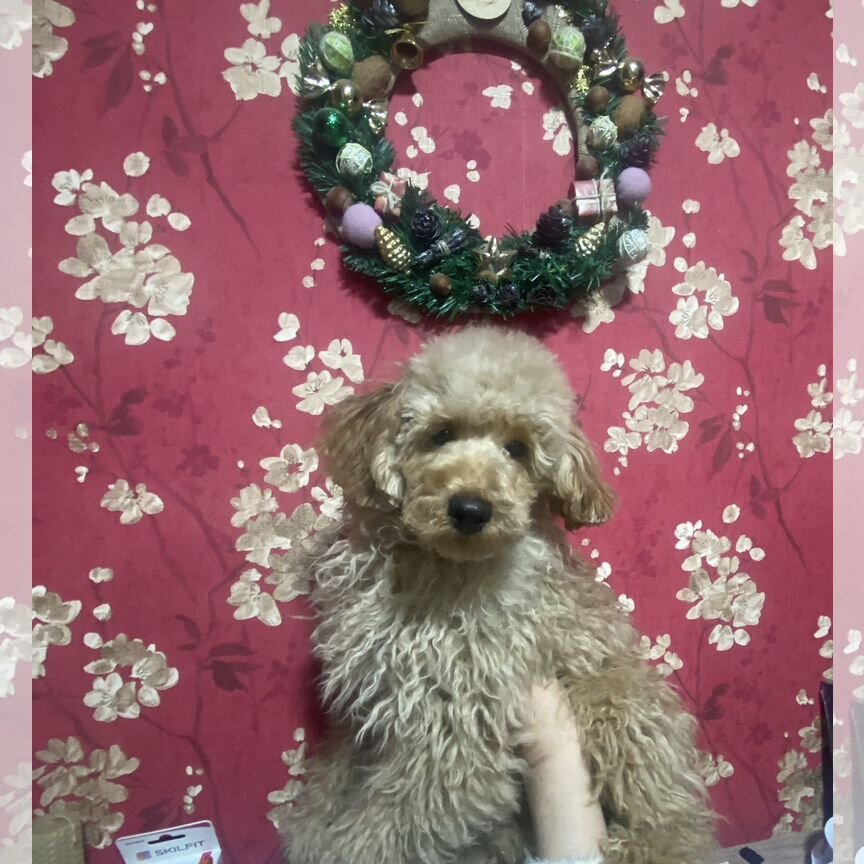 Той-пудель, щенок