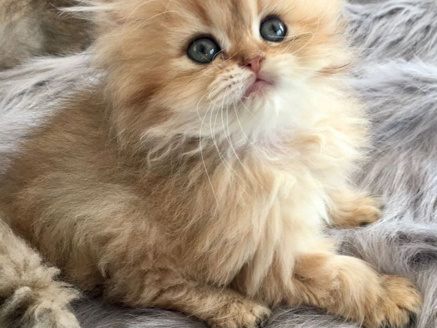 Котята золотистой шиншиллы д/ш
