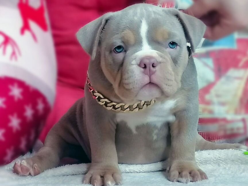 Американский булли покет