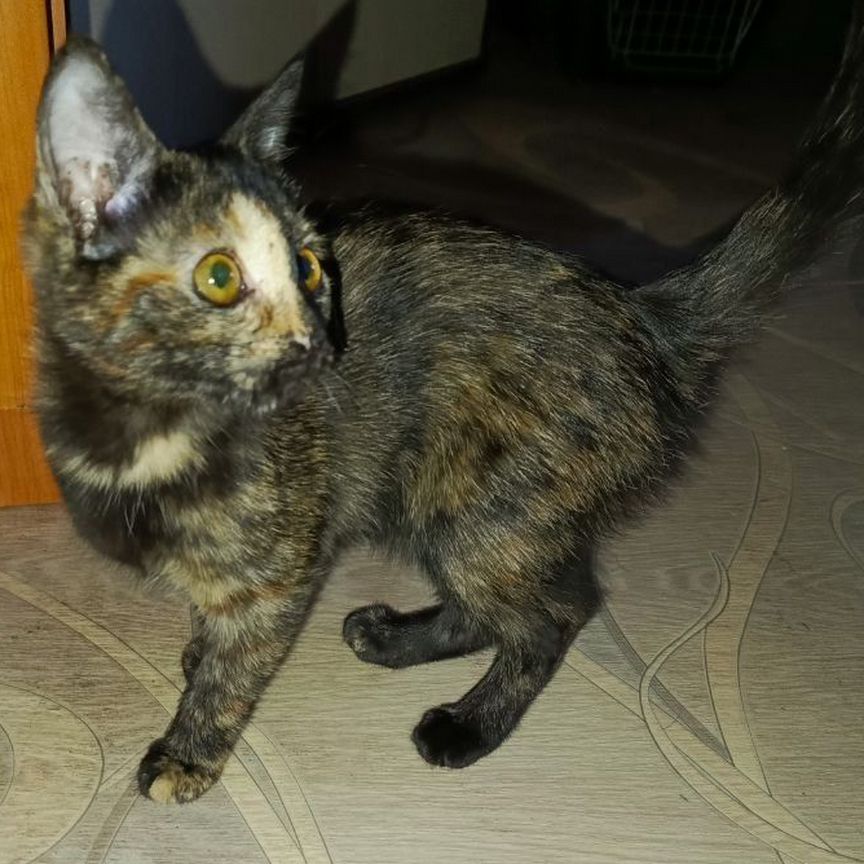 Котёнок в добрые руки